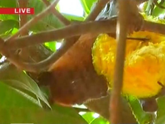 മാമ്പഴം കണ്ട് കൊതി മൂത്ത് മാവിൻ കൊമ്പിൽ കയറി; വലയിൽ കുടുങ്ങി