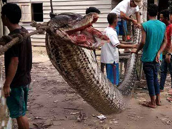 ഭീമൻ പെരുമ്പാമ്പിനെ ഒറ്റയ്ക്കു നേരിട്ട് സെക്യൂരിറ്റി ഗാര്‍ഡ് ...