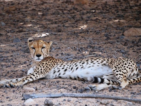 അന്യമായിക്കൊണ്ടിരിക്കുന്ന ജൈവവൈവിധ്യങ്ങൾക്ക് ഷാർജയിൽ തണലൊരുങ്ങുന്നു
